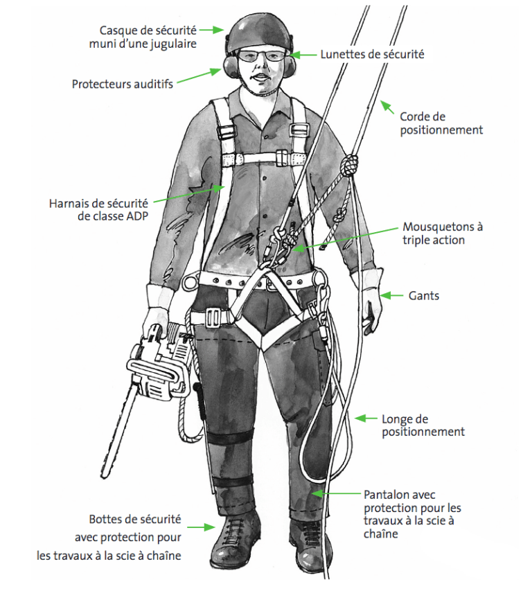 Maladie de la suie, quel avenir pour nos érables ? – Lezarbres