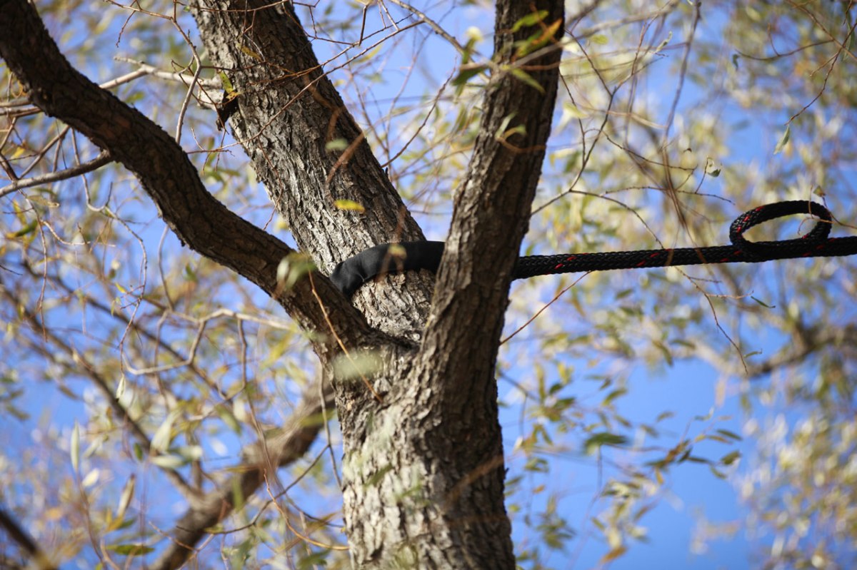 Haubanage de branches et charpentières – Lezarbres