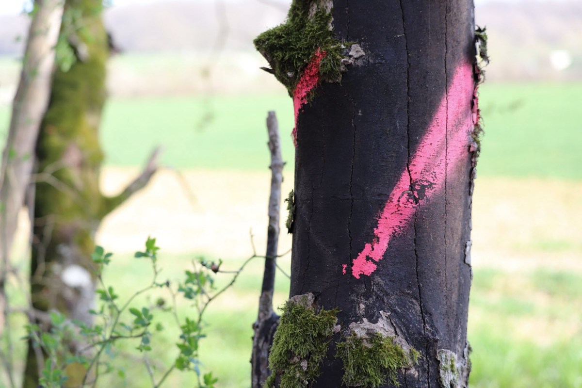 Maladie de la suie, quel avenir pour nos érables ? – Lezarbres