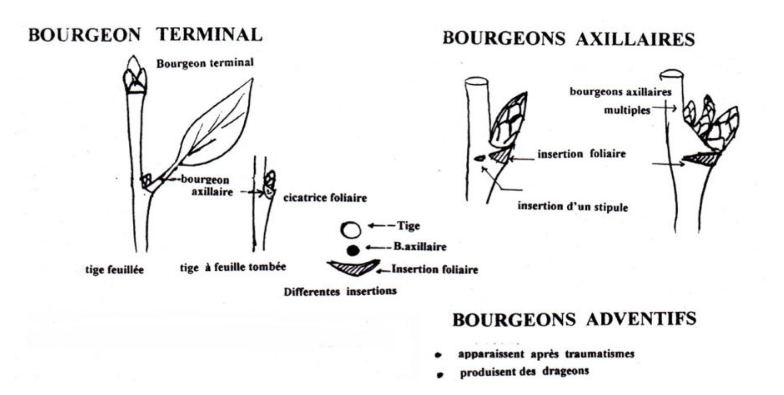 Les bourgeons – Lezarbres