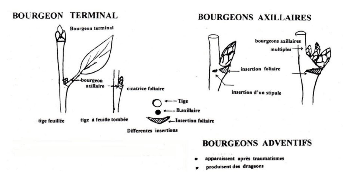 Les bourgeons – Lezarbres